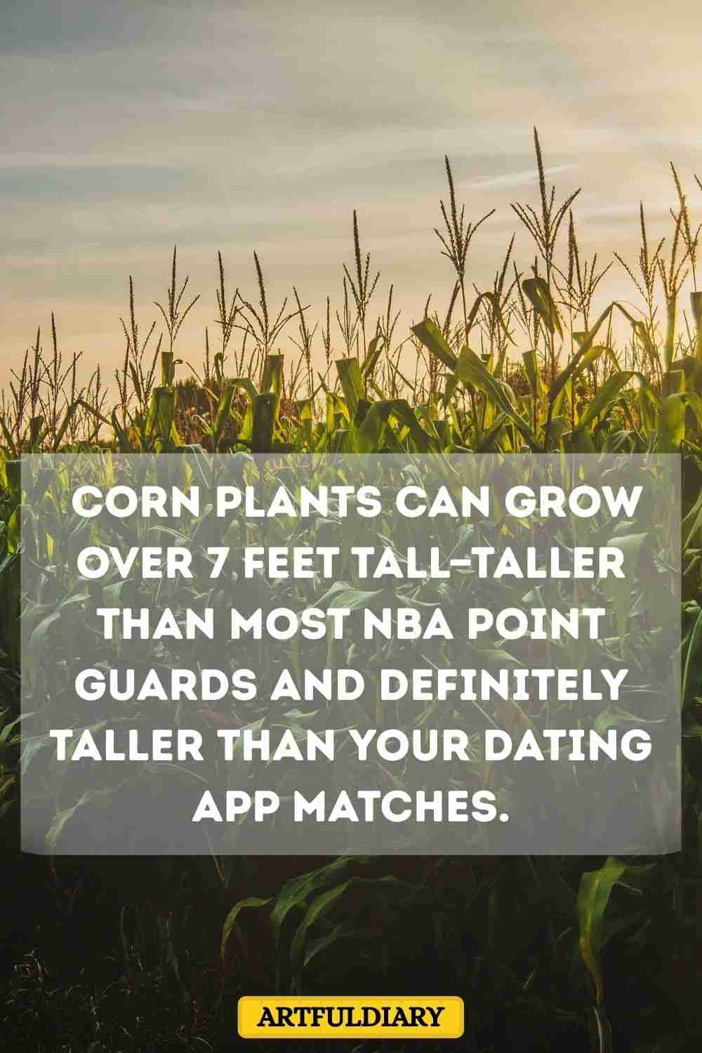 120+ Funny Corn Puns And Facts Images To Share on FB